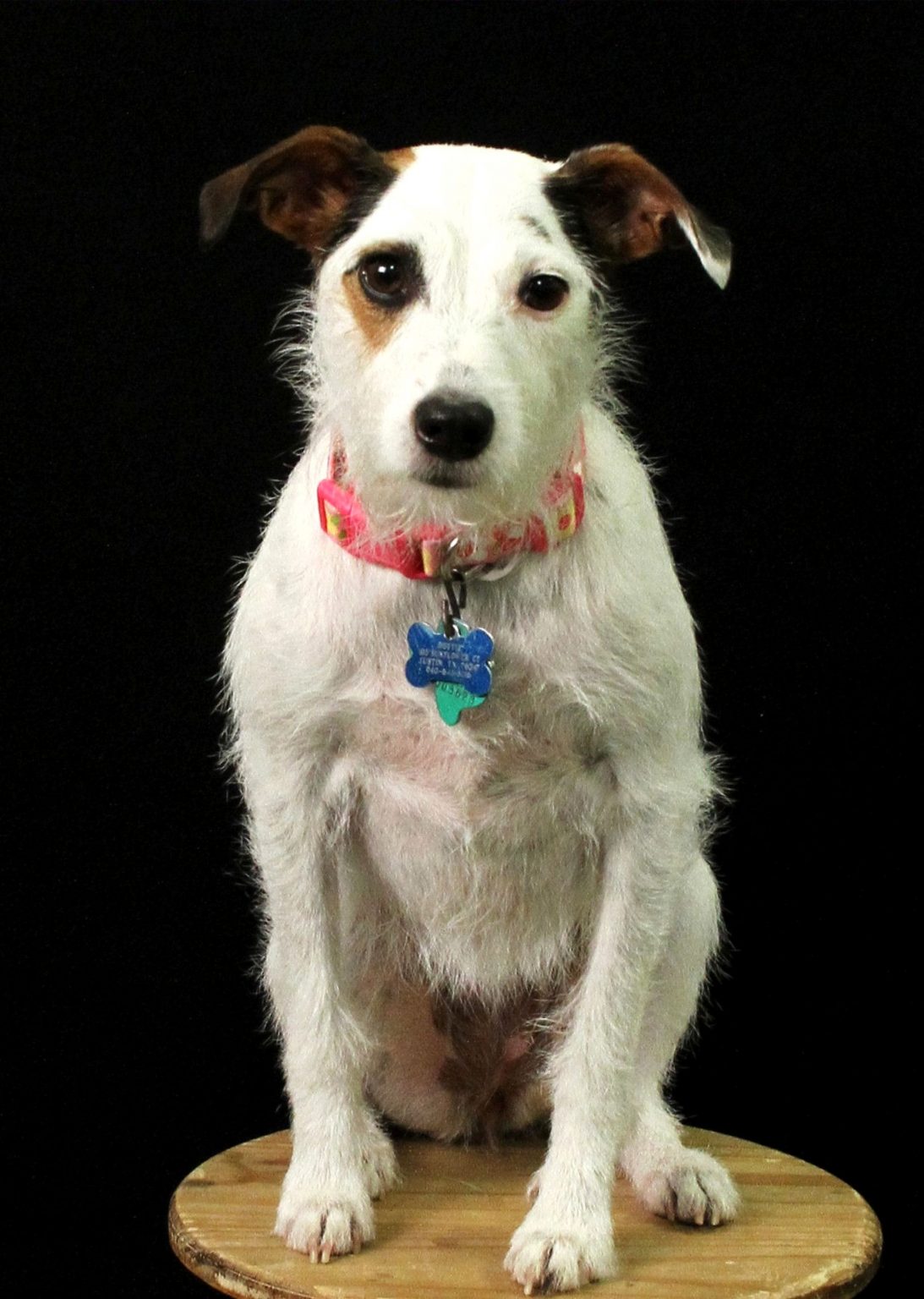 About | Haslet Veterinary Clinic